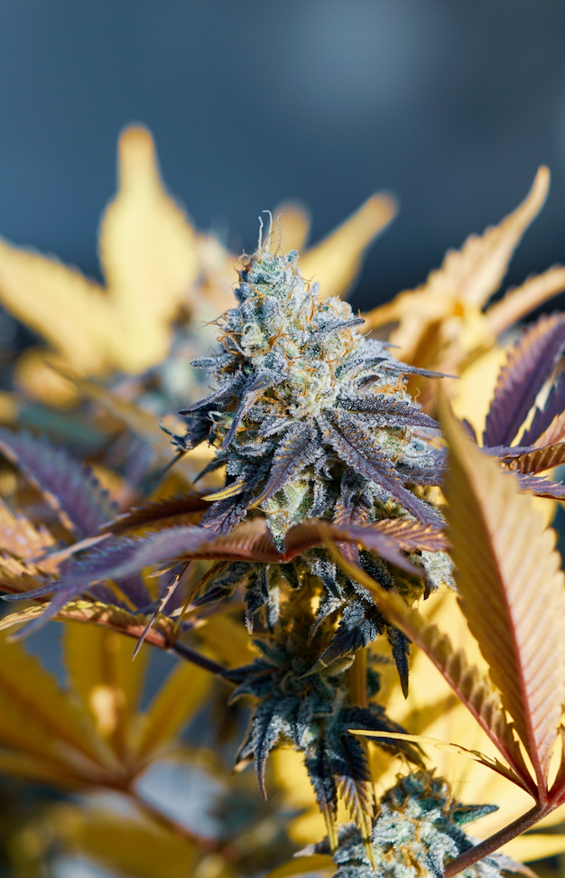 GMO Thai MAC – Warrior Seeds