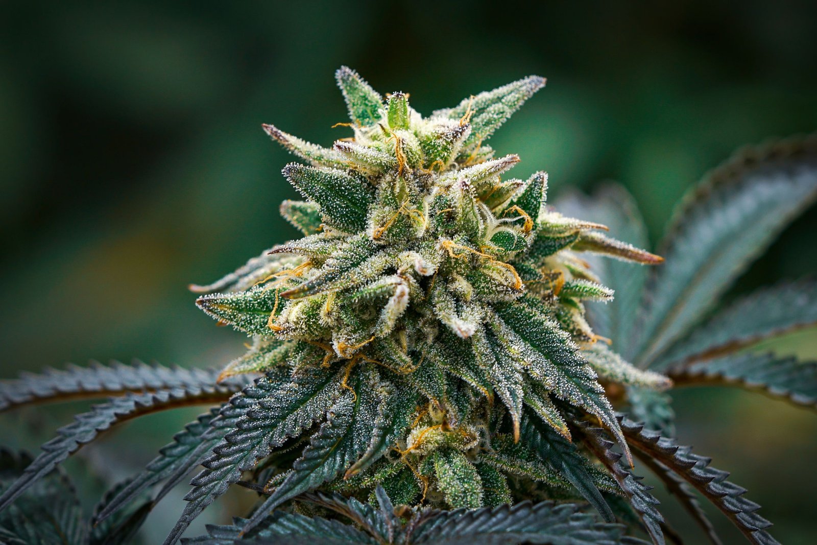 Choco MAC – Warrior Seeds